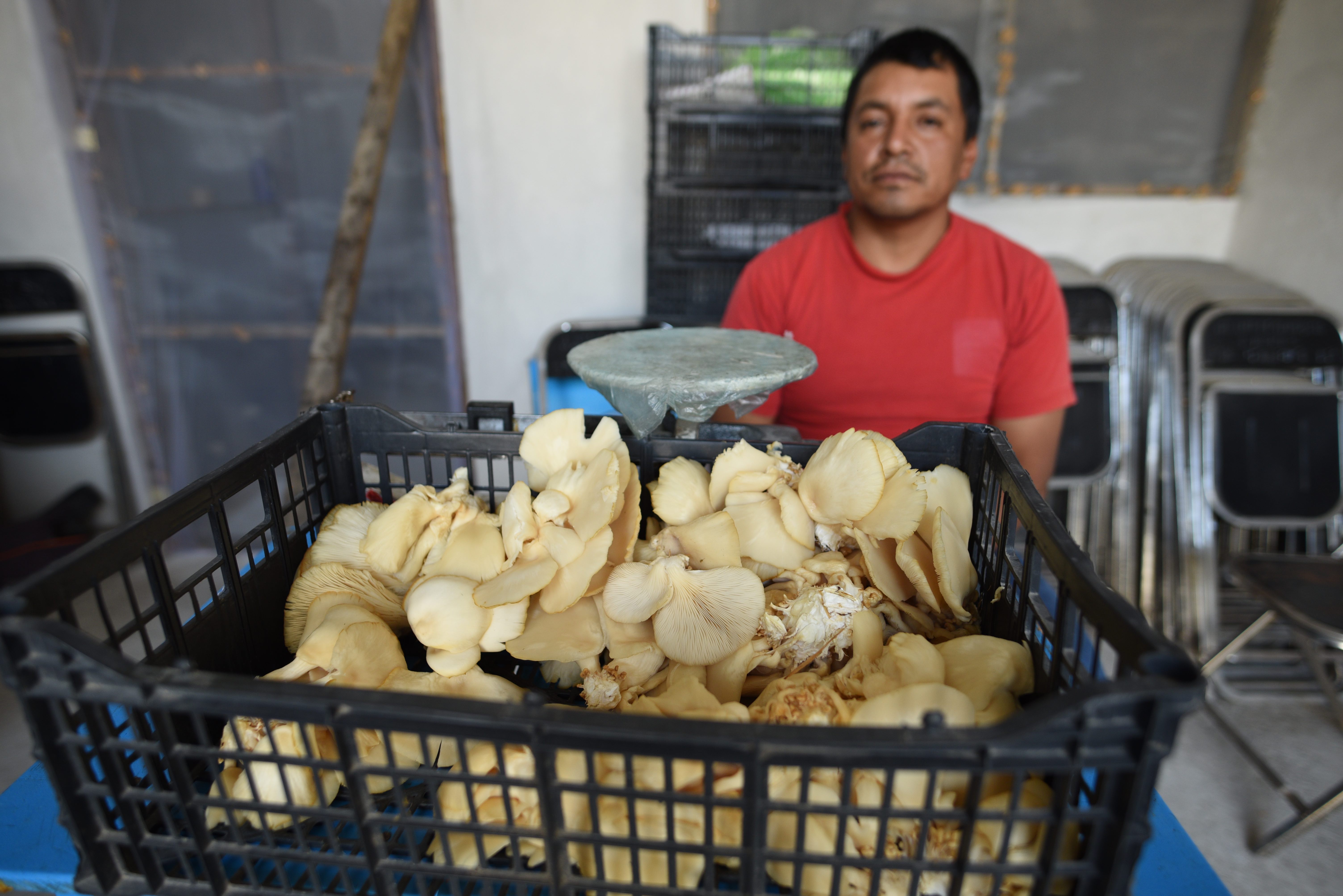 Diálogo Sin Fronteras | Carroll impulsa producción de hongo seta